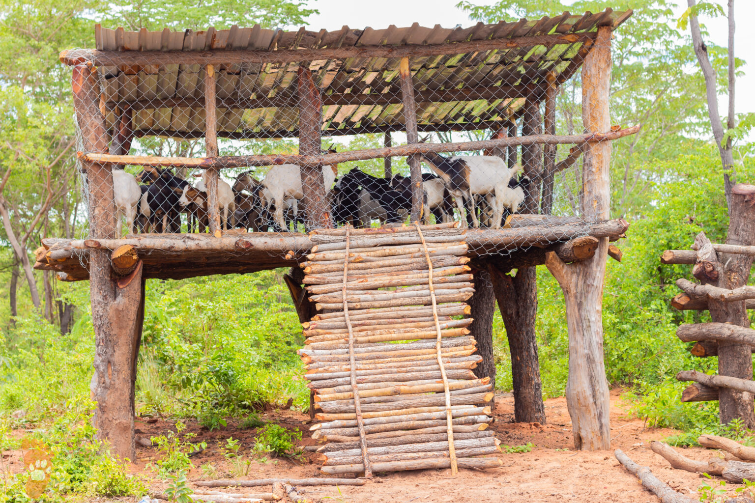 Raised Hopes in Nyaminyami WCA’s Elevated Kraal Initiative, Sparks ...