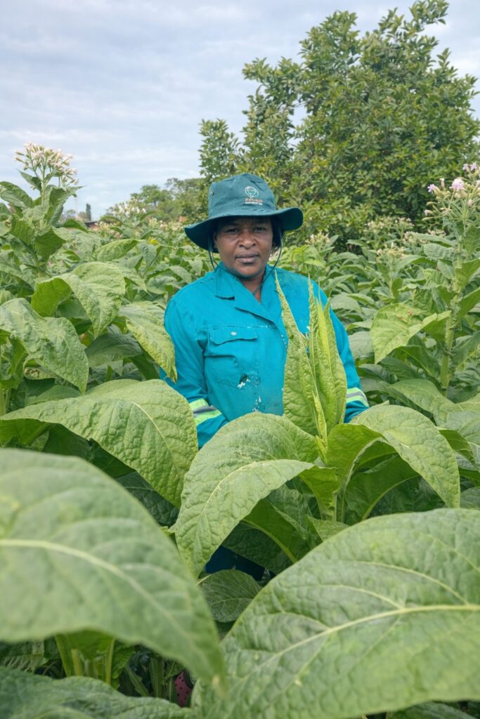 Preparations for Mash West tobacco field day hit top gear - The Blast